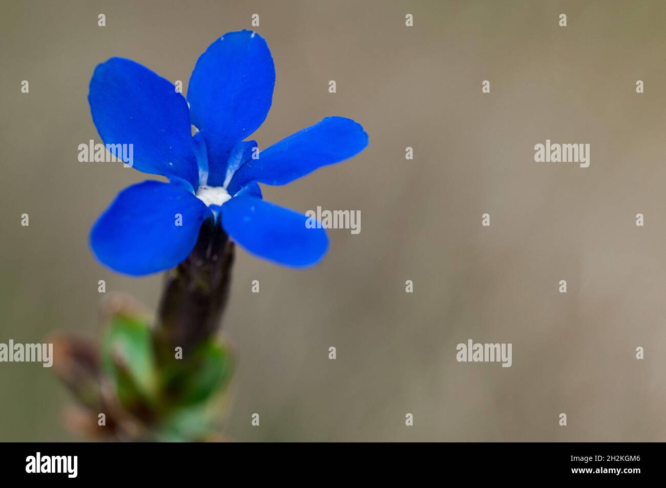 Natural and wild flowers - Gentiana verna or spring gentian Stock Photo ...
