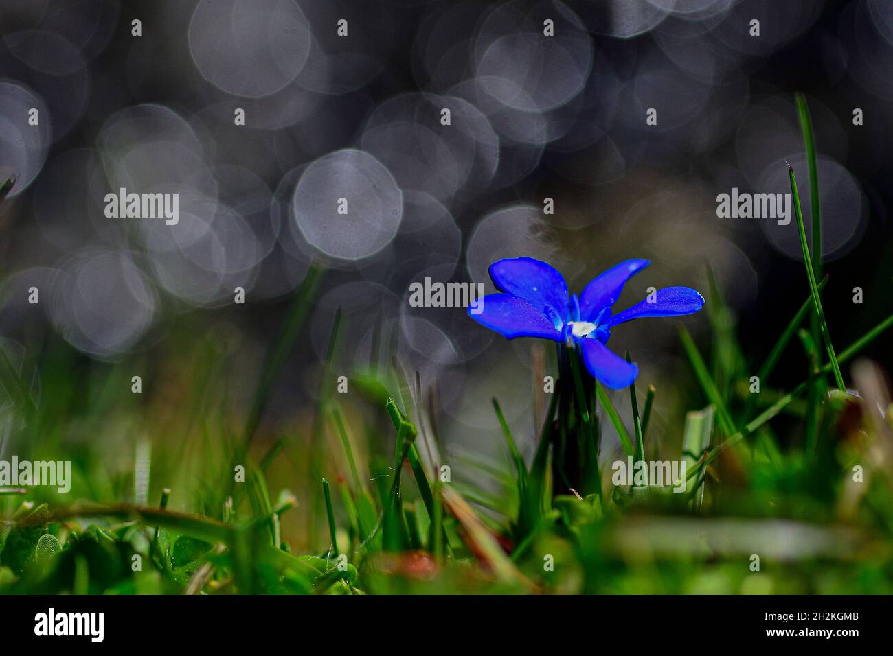 Natural and wild flowers - Gentiana verna or spring gentian Stock Photo ...