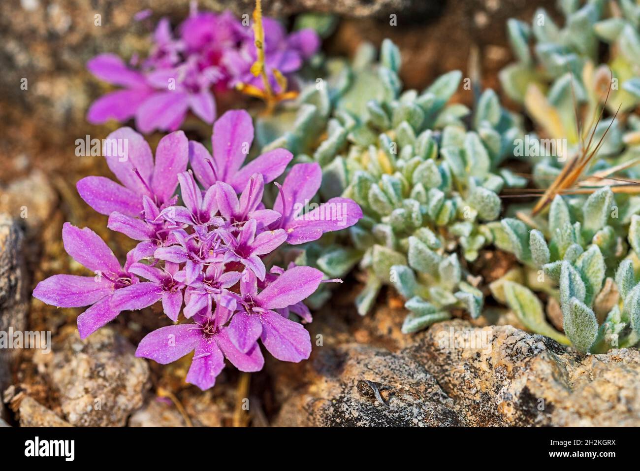 Pterocephalus dumetorus hi-res stock photography and images - Alamy