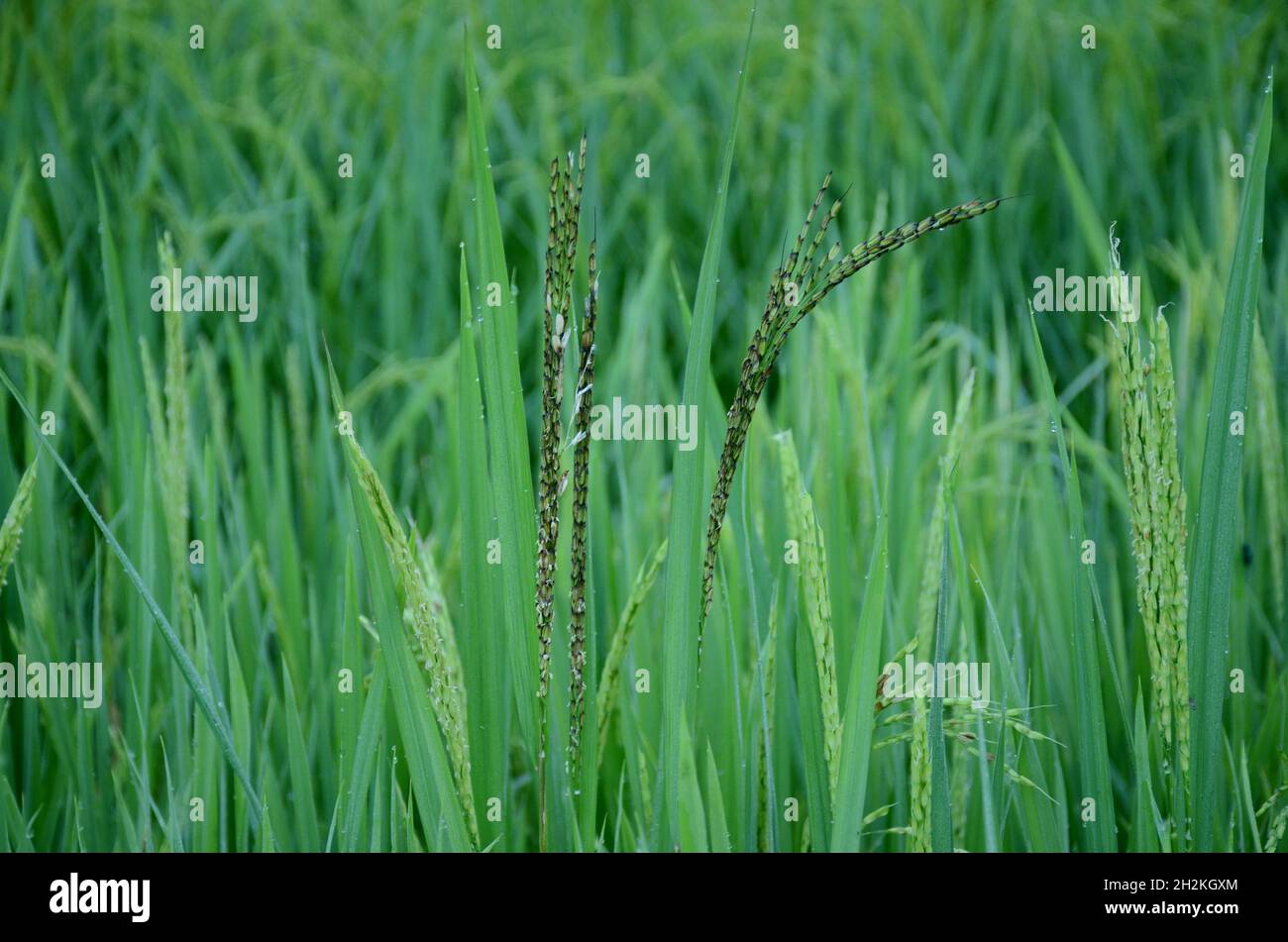 Closeup shot of a green paddy plant growing with the grain on the farm ...