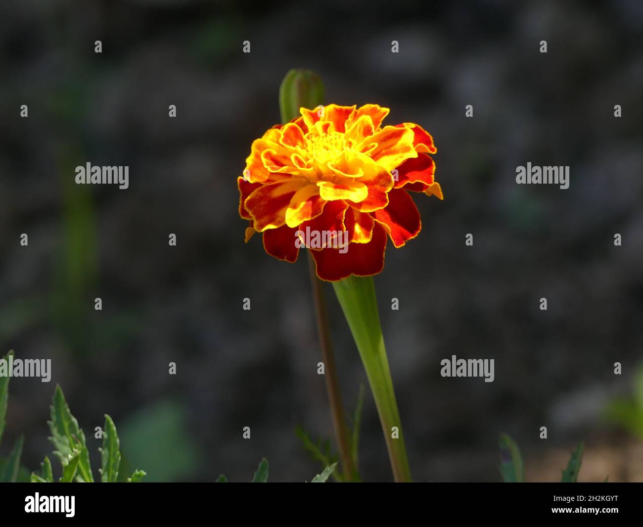Selective focus of a yellow-red mix color flower on a blurry background ...
