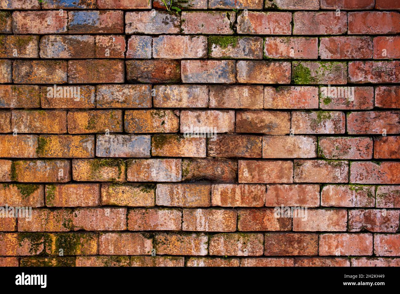 Vintage clay brick wall with cracks, scum, moss and salt oozing from ...