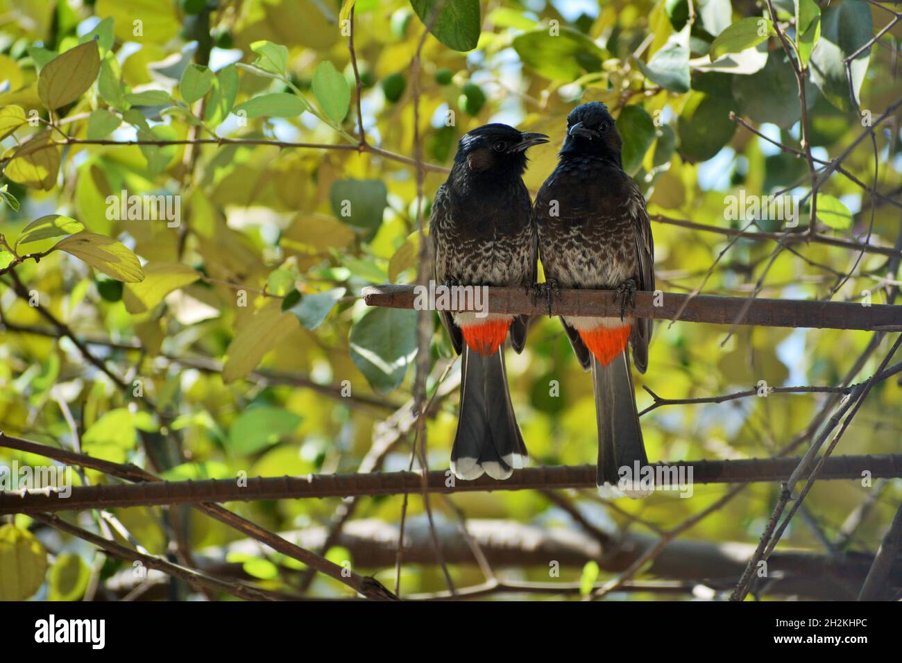 Red vented bulbul pair photo Stock Photo - Alamy