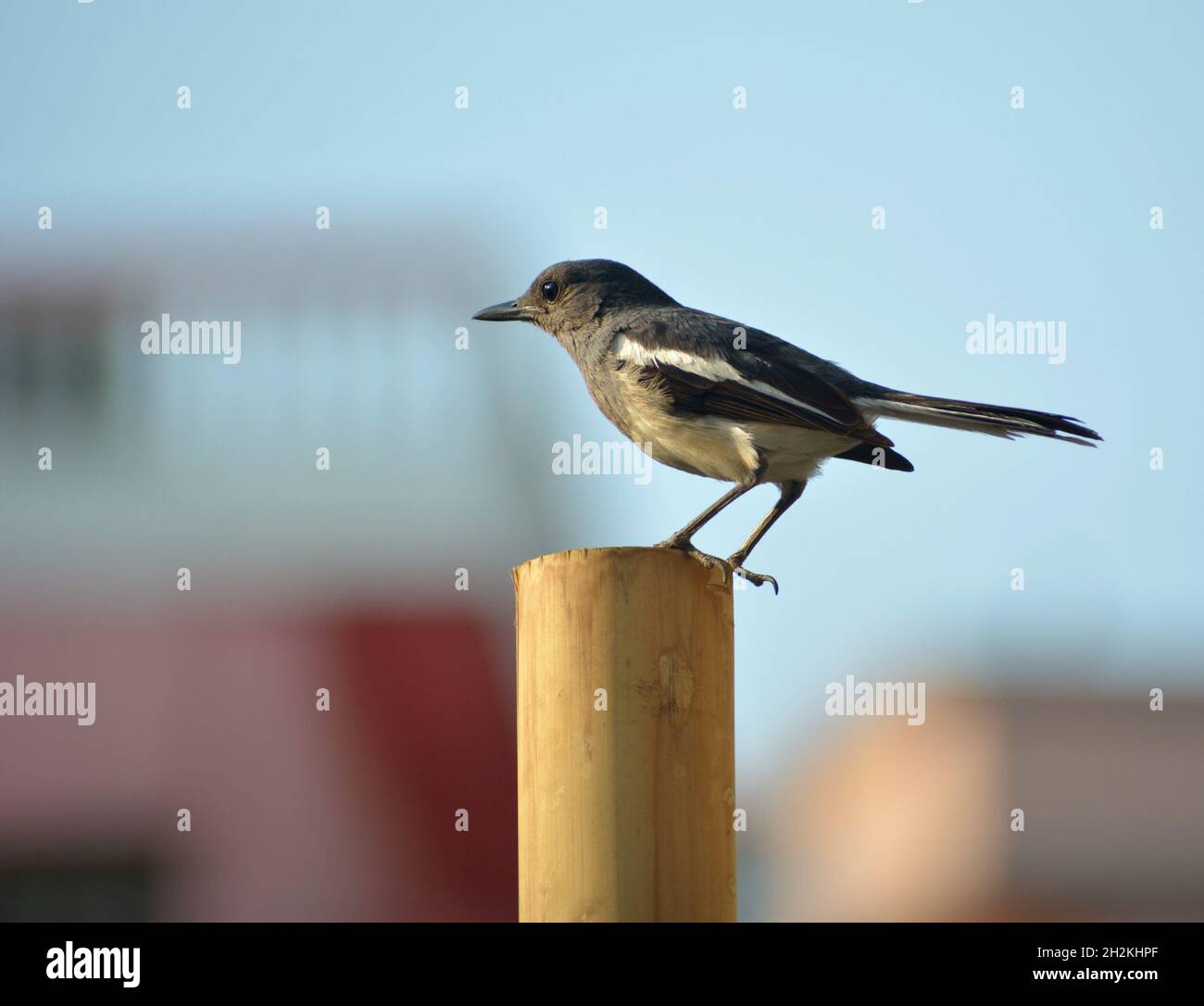 Bangladesh national bird hi-res stock photography and images - Alamy