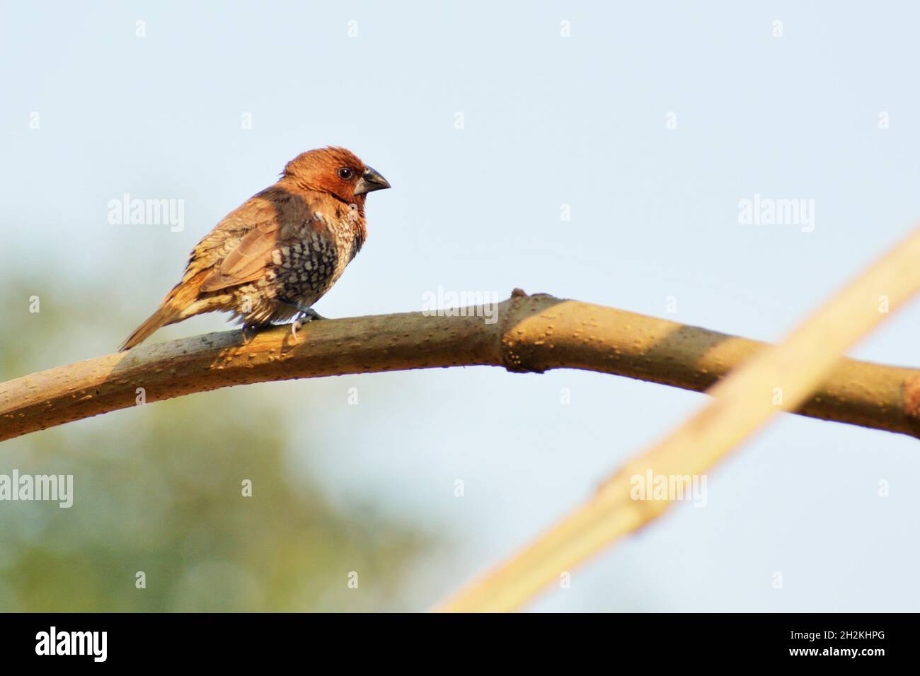 Munia is a small beautiful bird of Bangladesh Stock Photo - Alamy