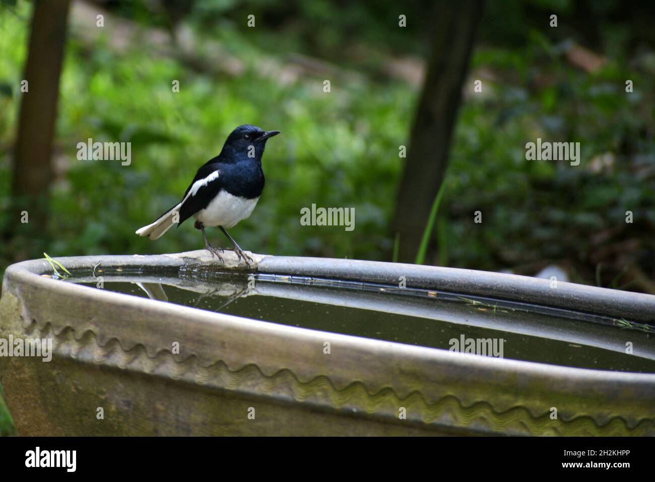 Magpie robin photo Stock Photo - Alamy