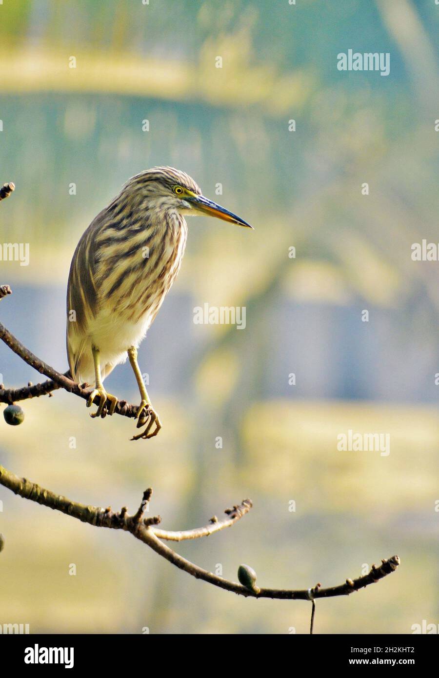 Nice bird of bangladesh hi-res stock photography and images - Alamy