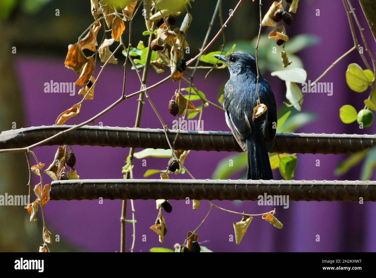 Magpie robin photo Stock Photo - Alamy