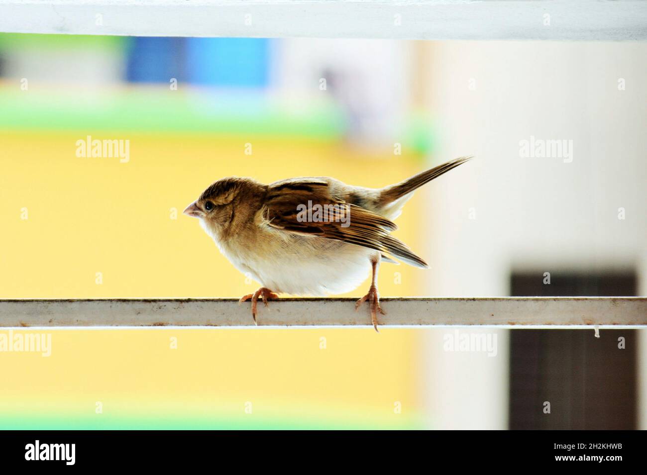 Nice sparrow hi-res stock photography and images - Alamy