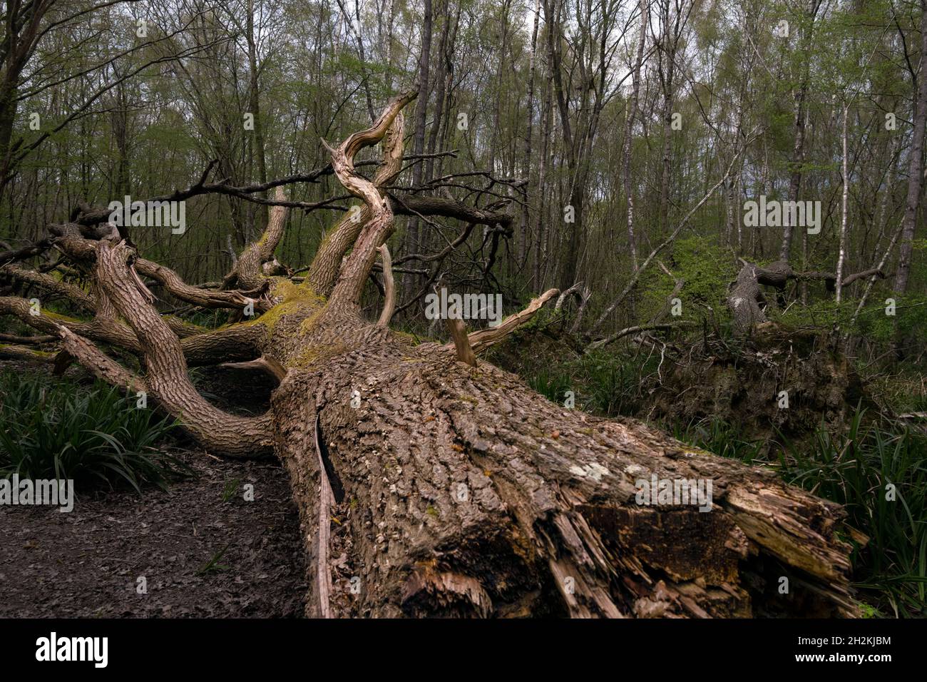 Fallen oak tree hi-res stock photography and images - Alamy