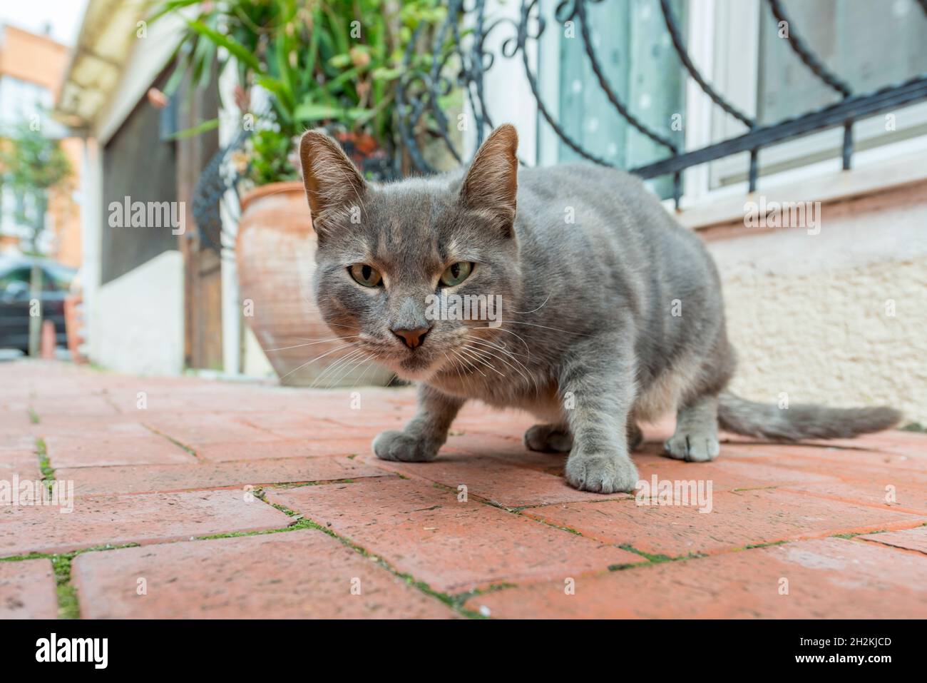 Istanbul cat sleep hi-res stock photography and images - Alamy