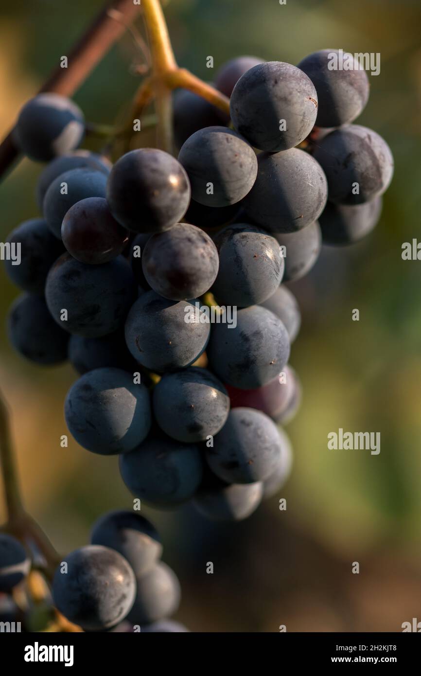 Close-up shot of vibrant coloured blue grapes ready to be harvested ...