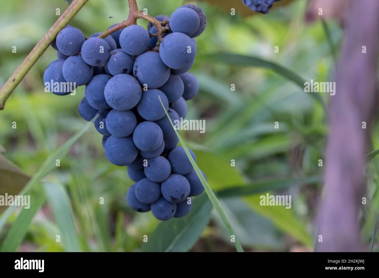 Close-up shot of vibrant coloured blue grapes ready to be harvested ...