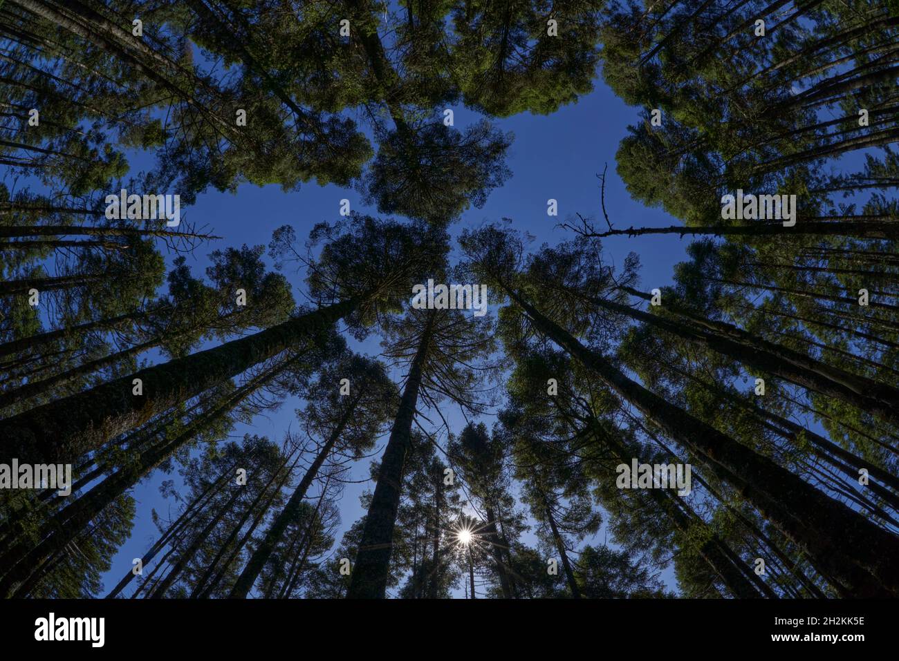 Canopy and stars hi-res stock photography and images - Alamy