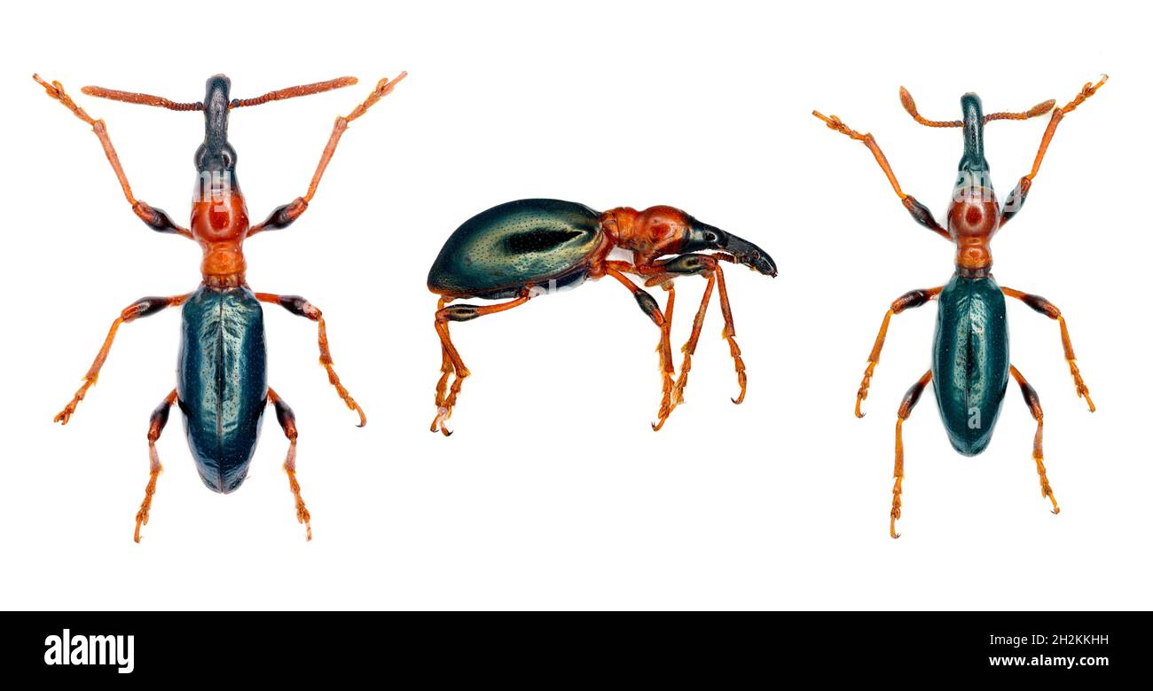 Sweetpotato (or sweet potato) weevil, Cylas formicarius isolated on a ...