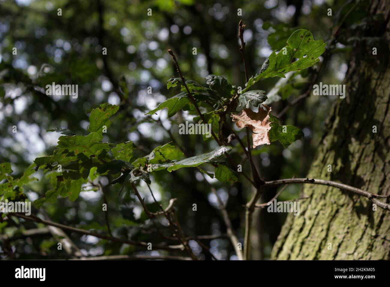 Leaves Wilted on Tree , Woods Scenery, Tree Bark, Tree Trunks, Nature ...