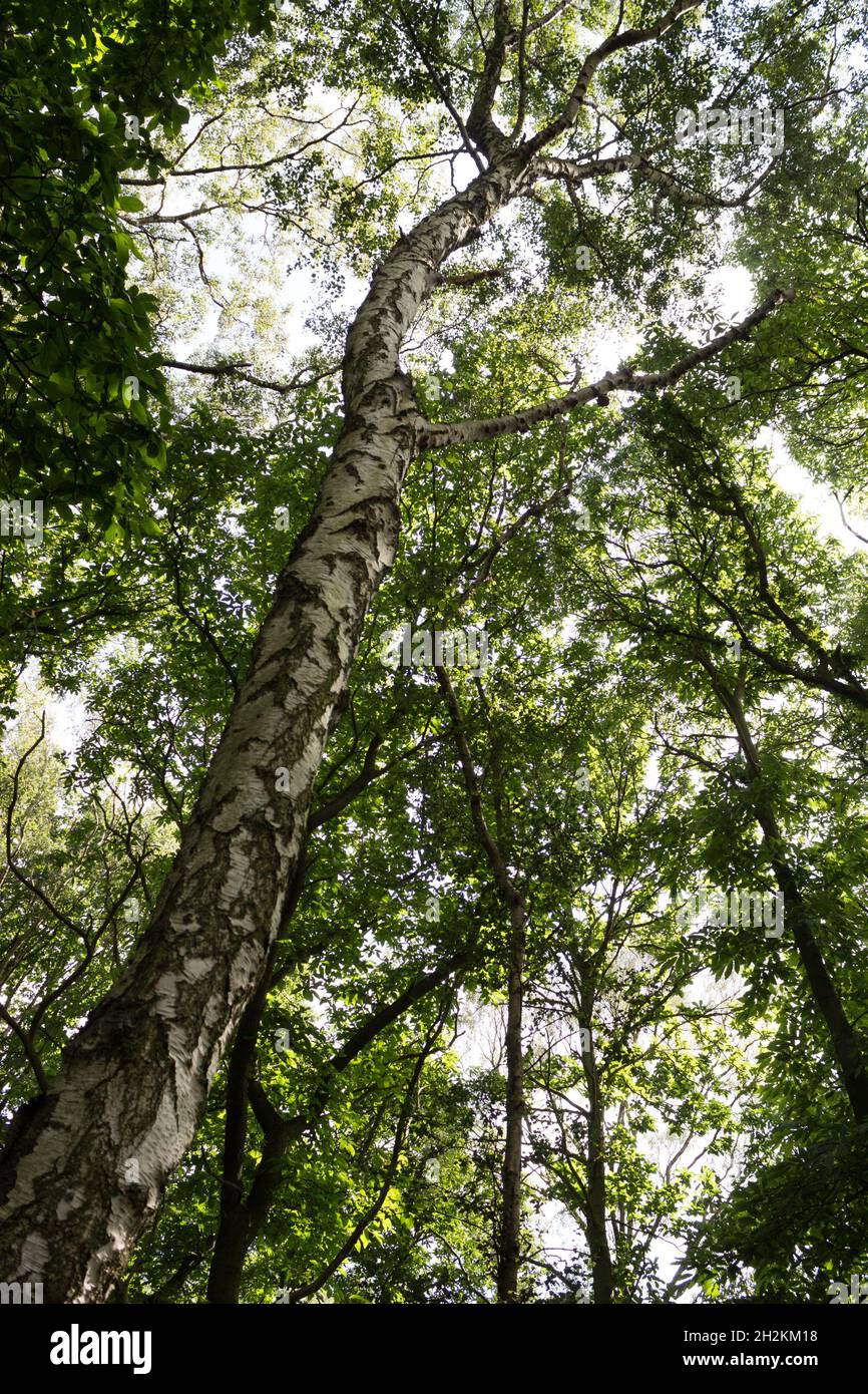 Tree Portrait, Looking up, Summertime Countryside Lane Walk View, Tall ...