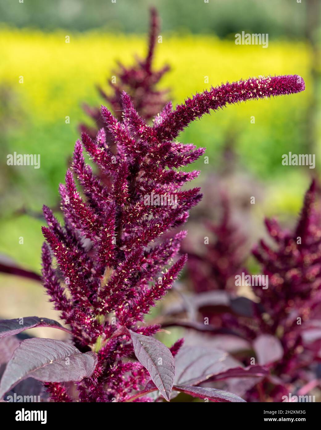 Close up of a Prince of Wales feather (amaranthus hypochondriacus ...