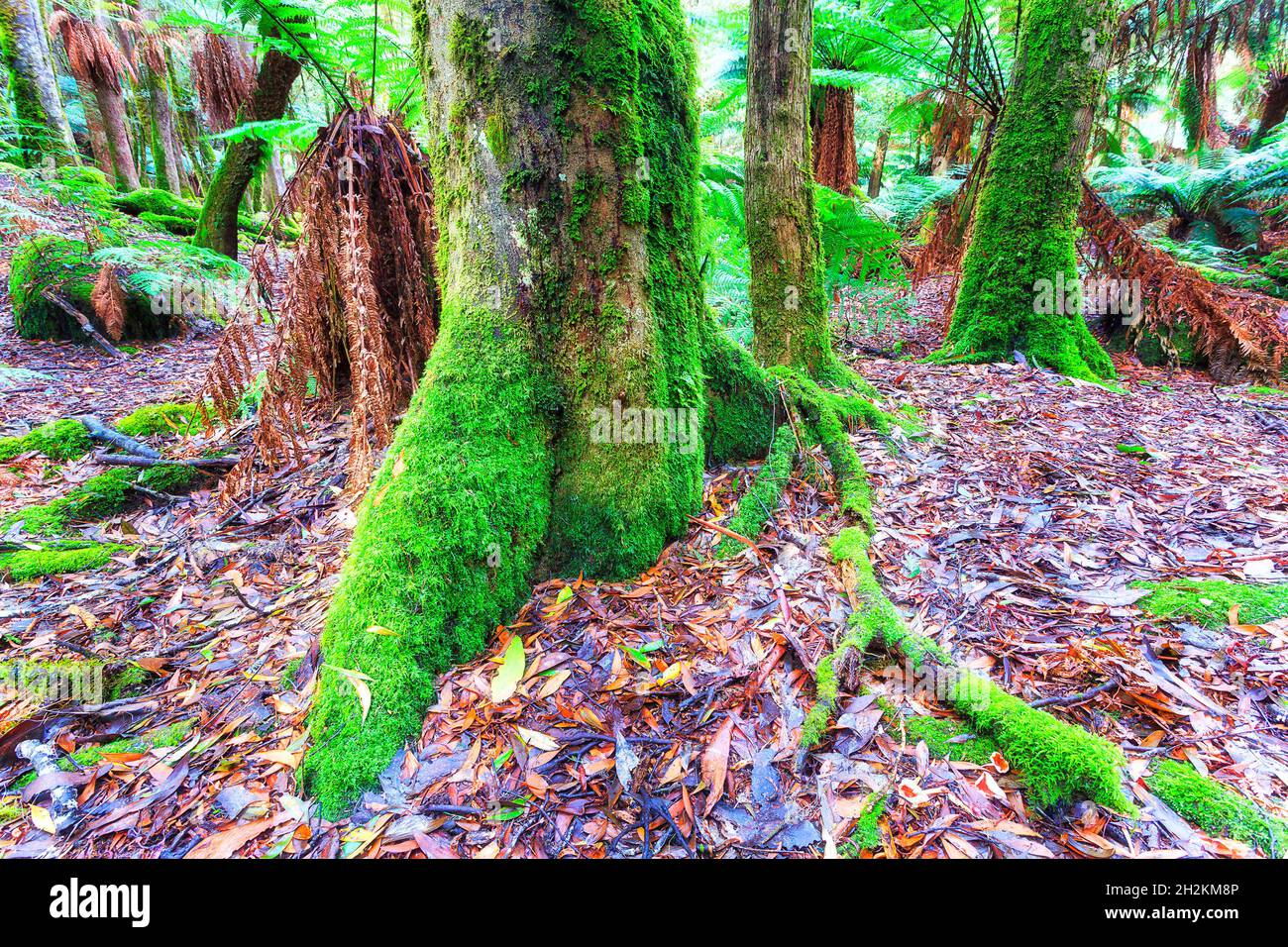Trunks and surface roots of giant gum-trees in Mt Field national park ...