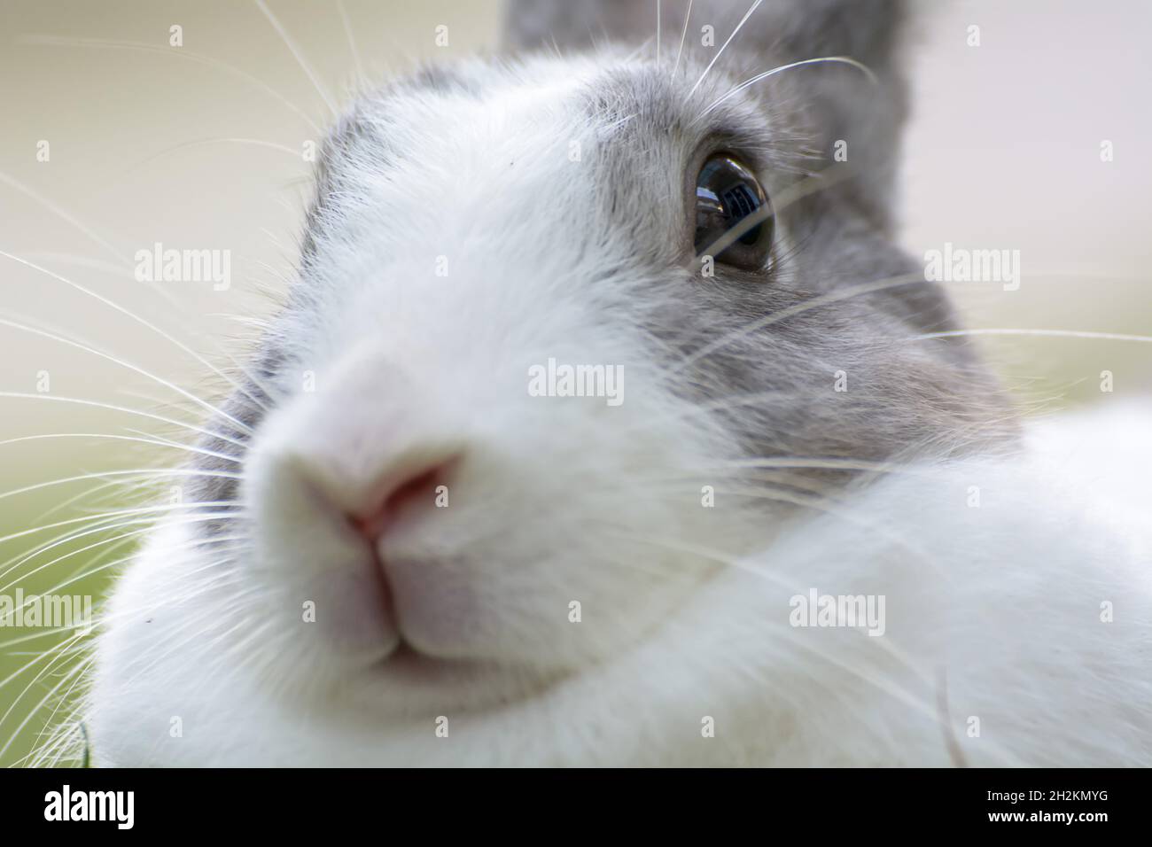 Big fluffy ear hi-res stock photography and images - Alamy