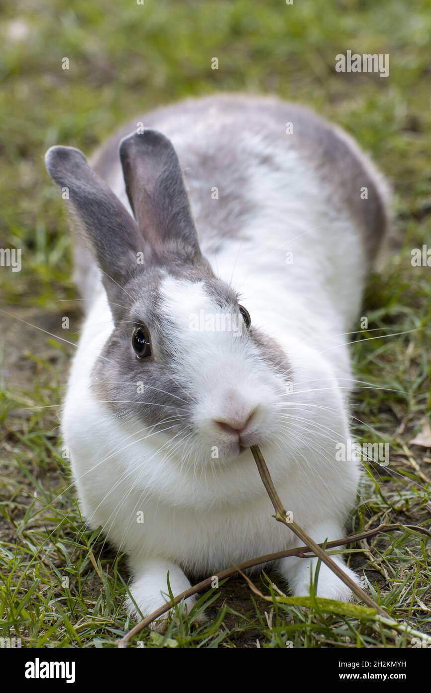 Closeup of a cute fluffy rabbit Stock Photo - Alamy