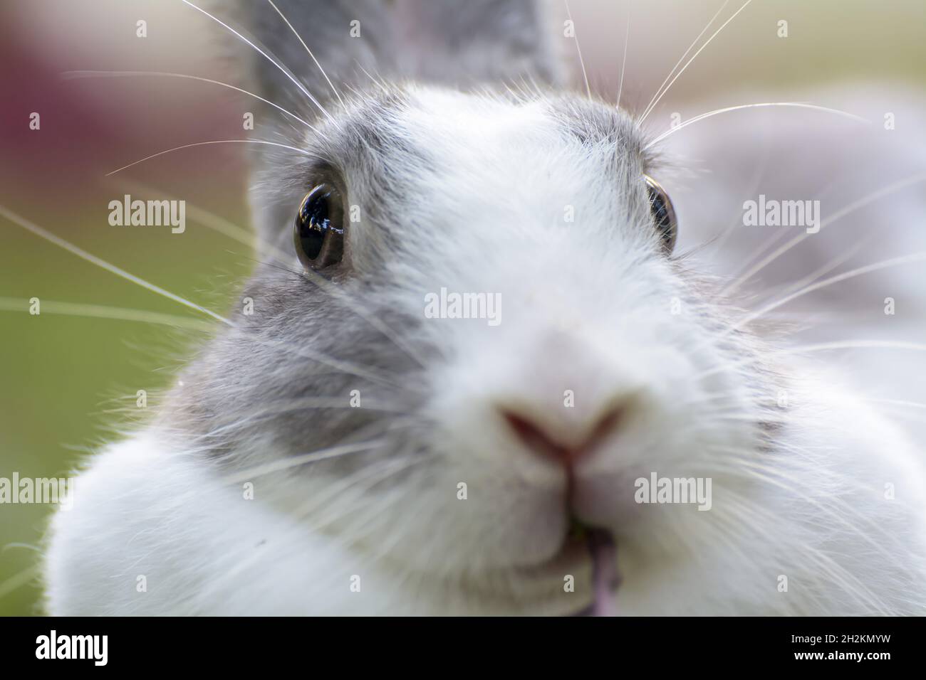 Closeup of a cute fluffy rabbit Stock Photo - Alamy