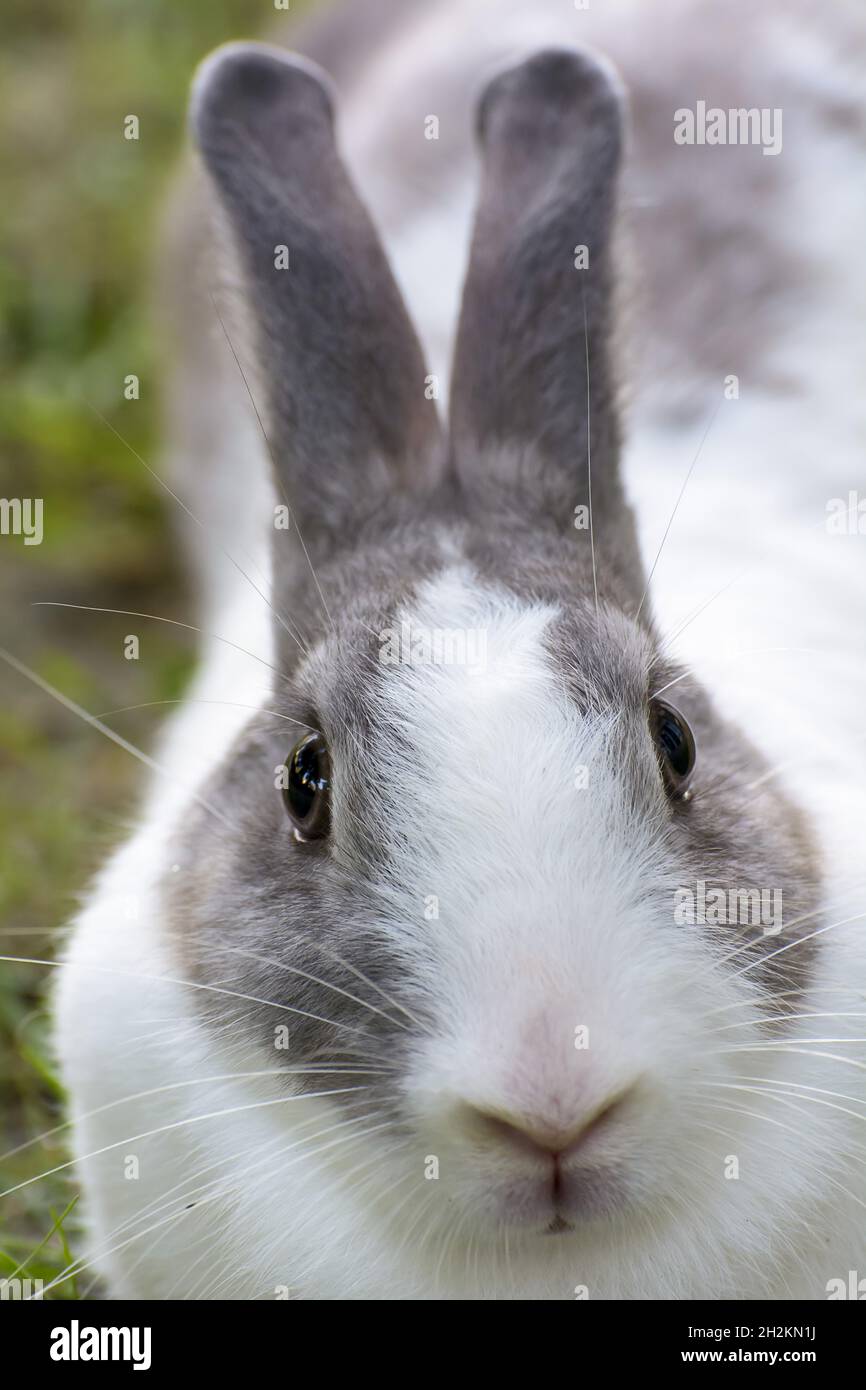 Closeup of a cute fluffy rabbit Stock Photo - Alamy