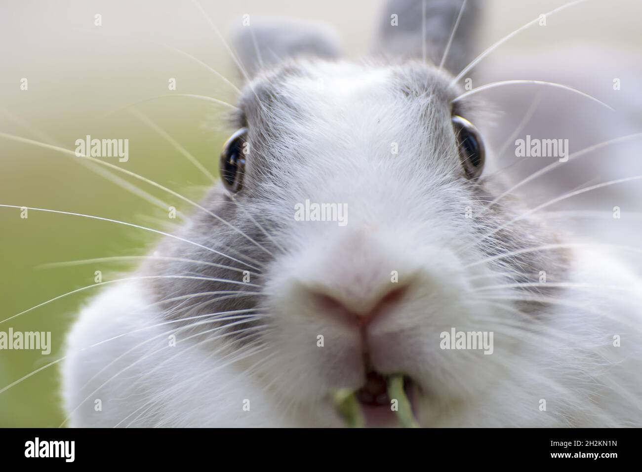 Closeup of a cute fluffy rabbit Stock Photo - Alamy