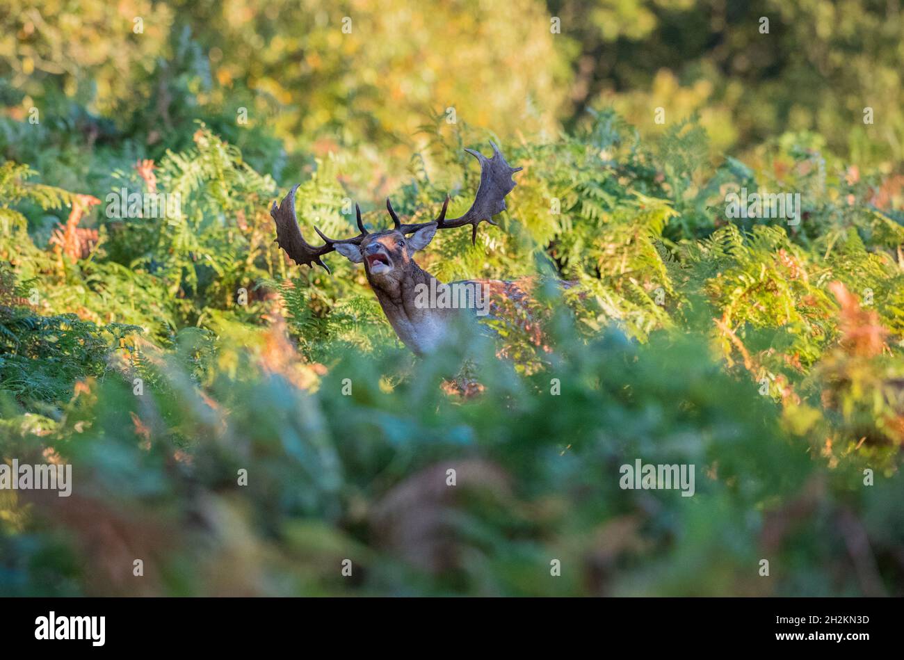 Male Fallow deer during the rutting season Stock Photo - Alamy