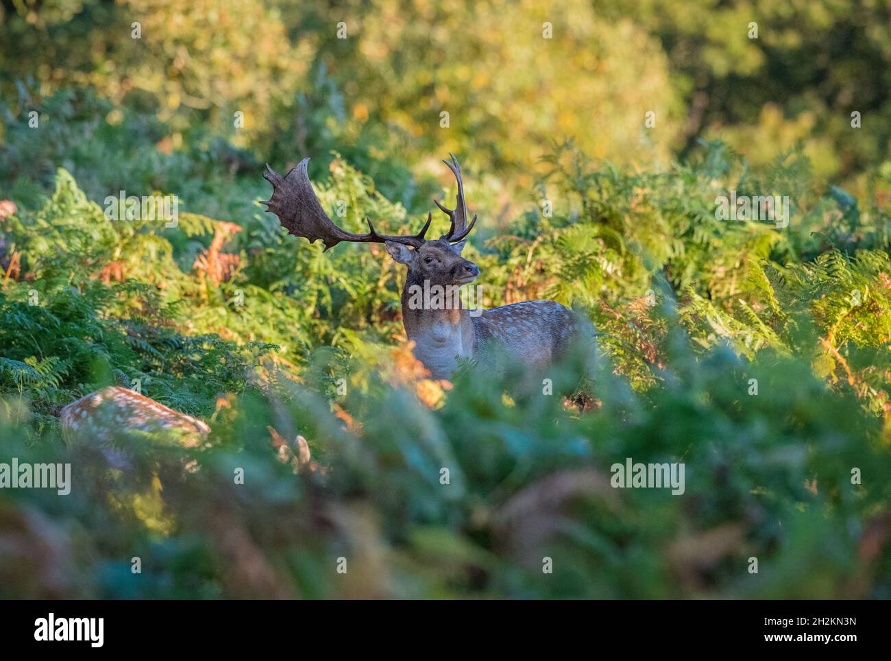 Male Fallow deer during the rutting season Stock Photo - Alamy