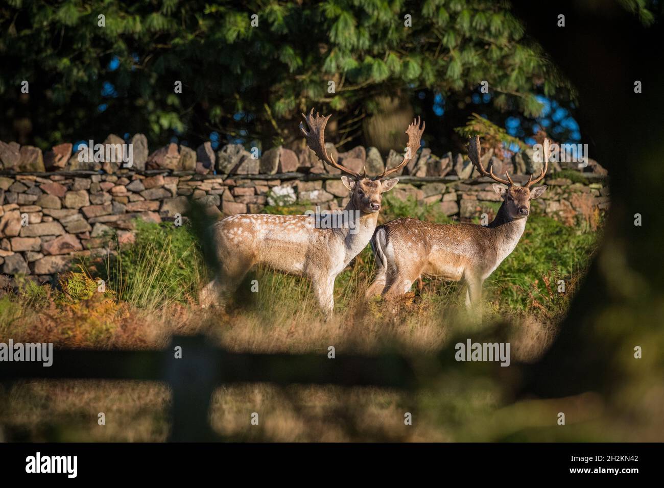 Male Fallow deer during the rutting season Stock Photo - Alamy