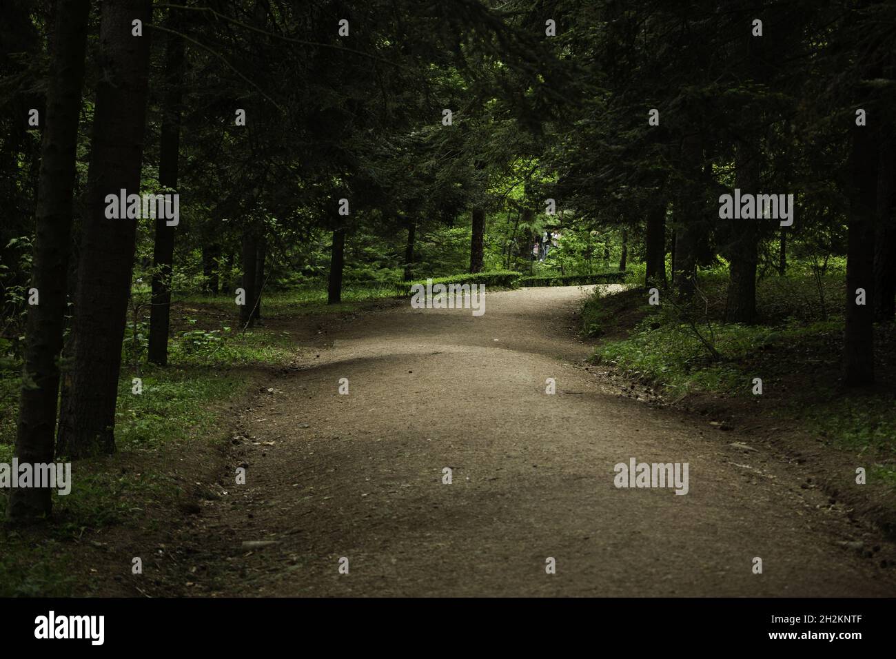 Path in the dark green forest Stock Photo - Alamy