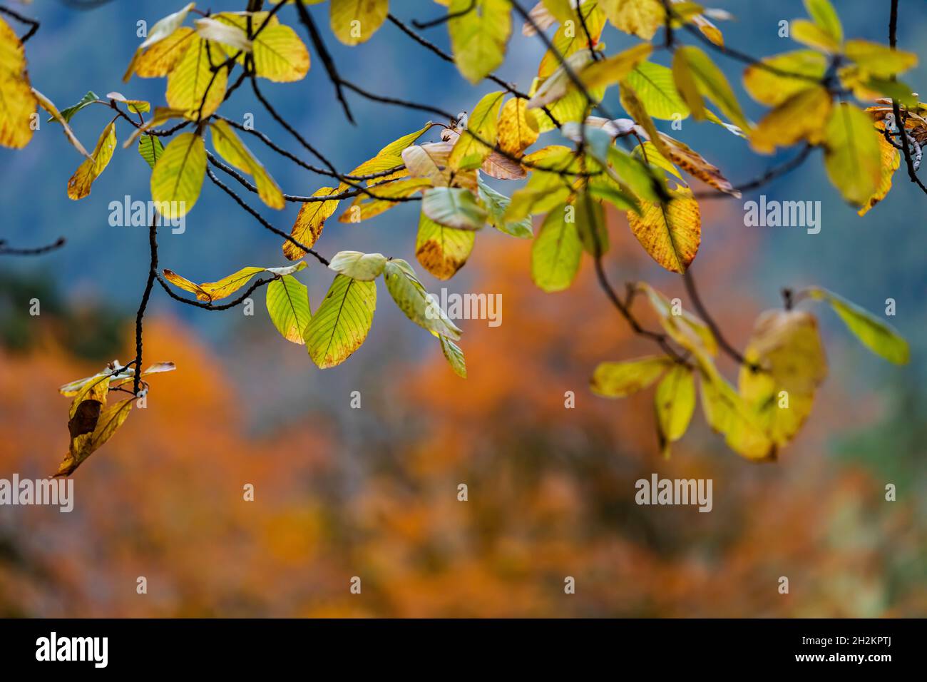Cascara, Frangula purshiana, leaves in early autumn at Staircase ...