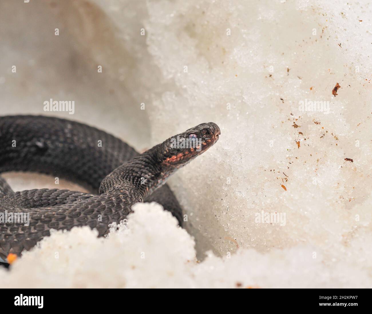 Adder bite hi-res stock photography and images - Alamy