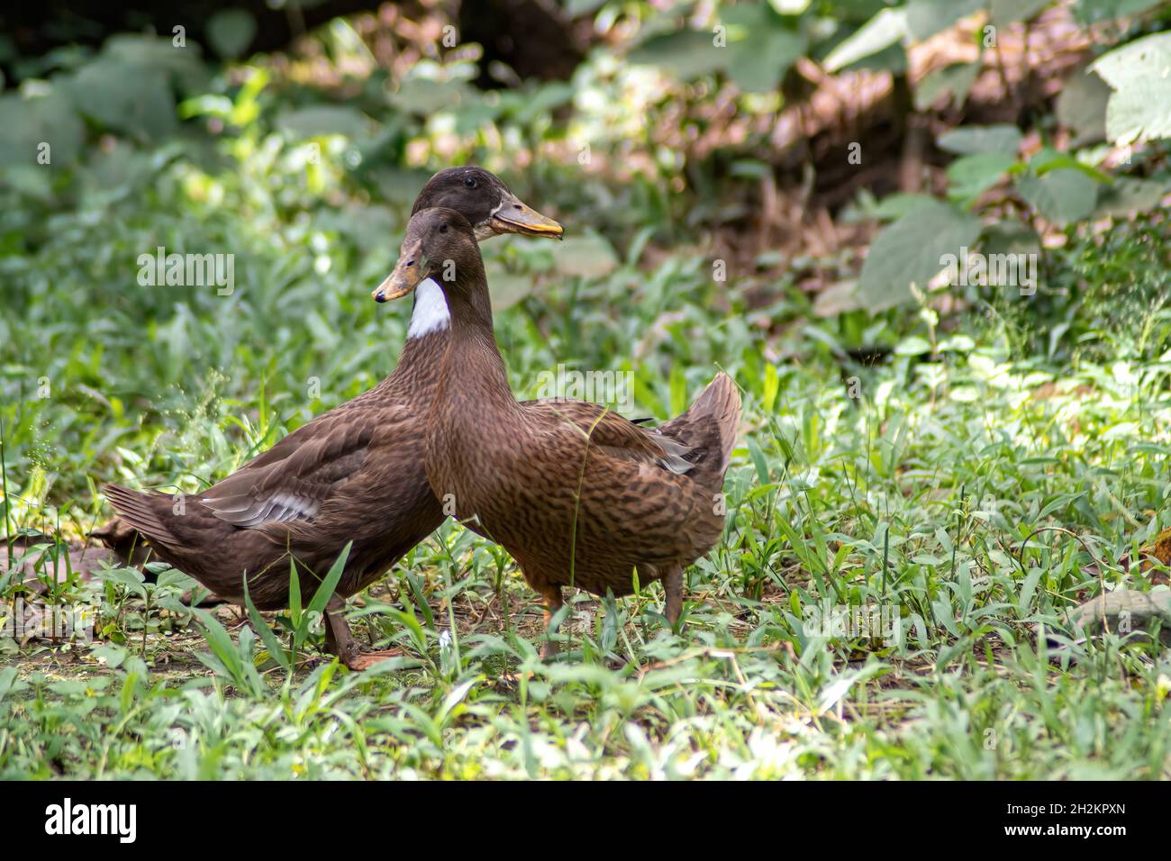 Two ducks embracing each other Stock Photo - Alamy