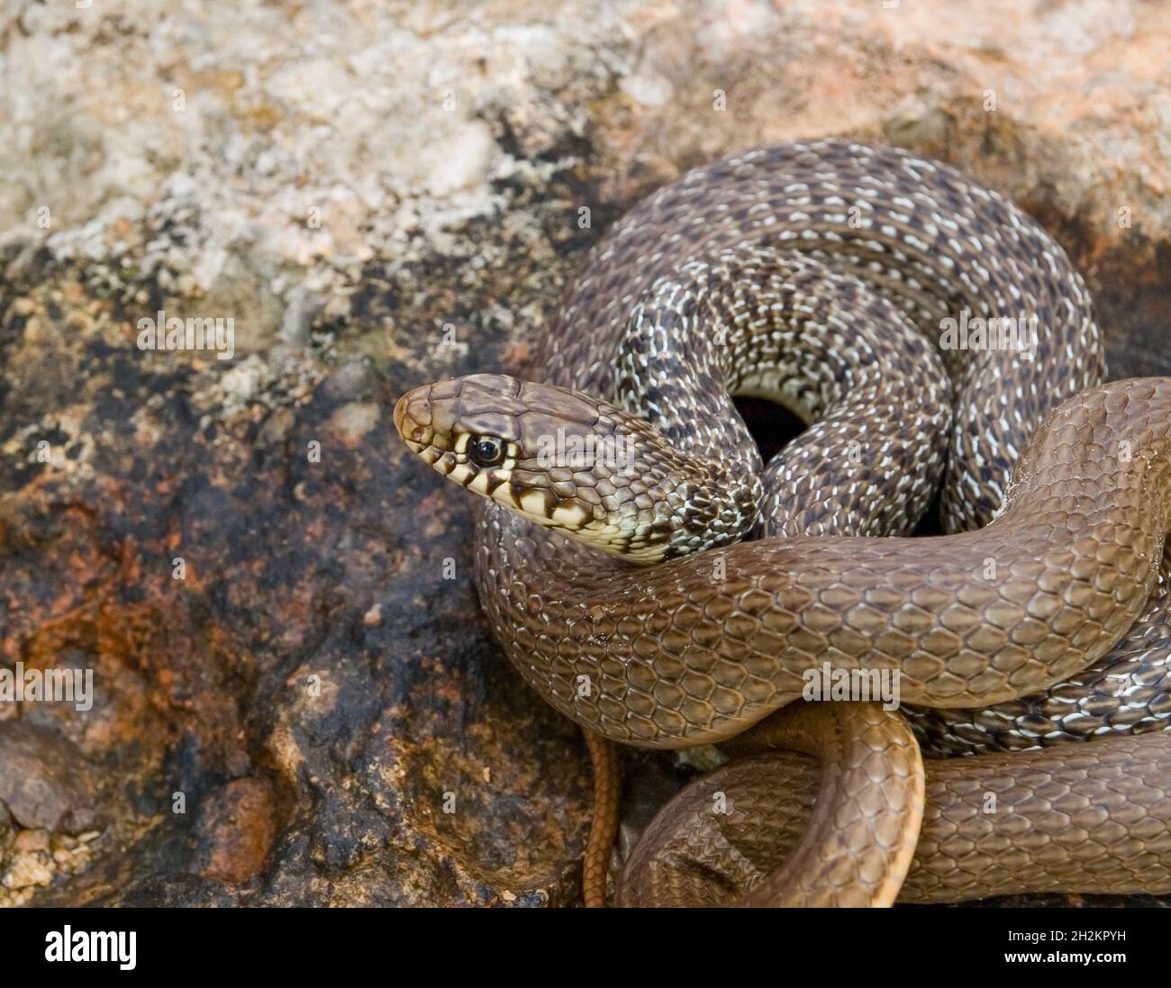 Balkan whip snake coluber gemonensis hi-res stock photography and ...