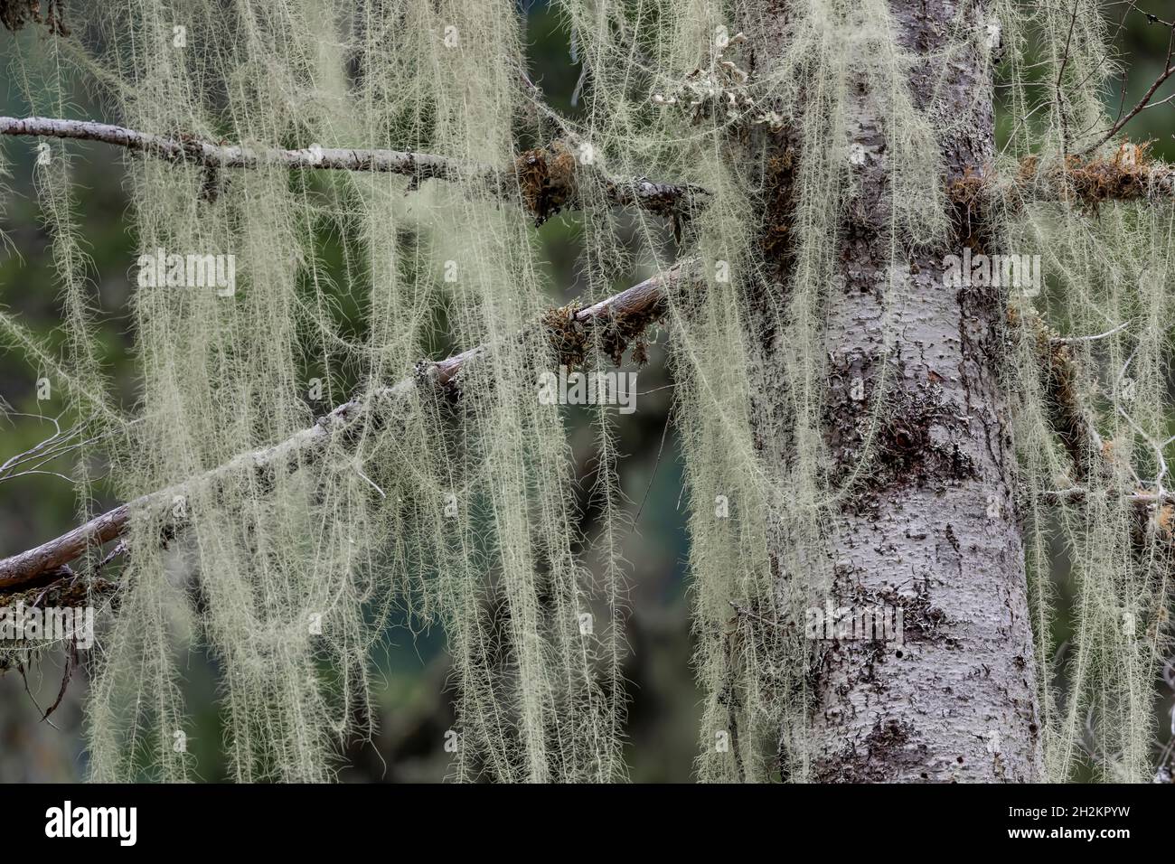 Old Man's Beard, Usnea longissima, growing on a fir tree in the ...