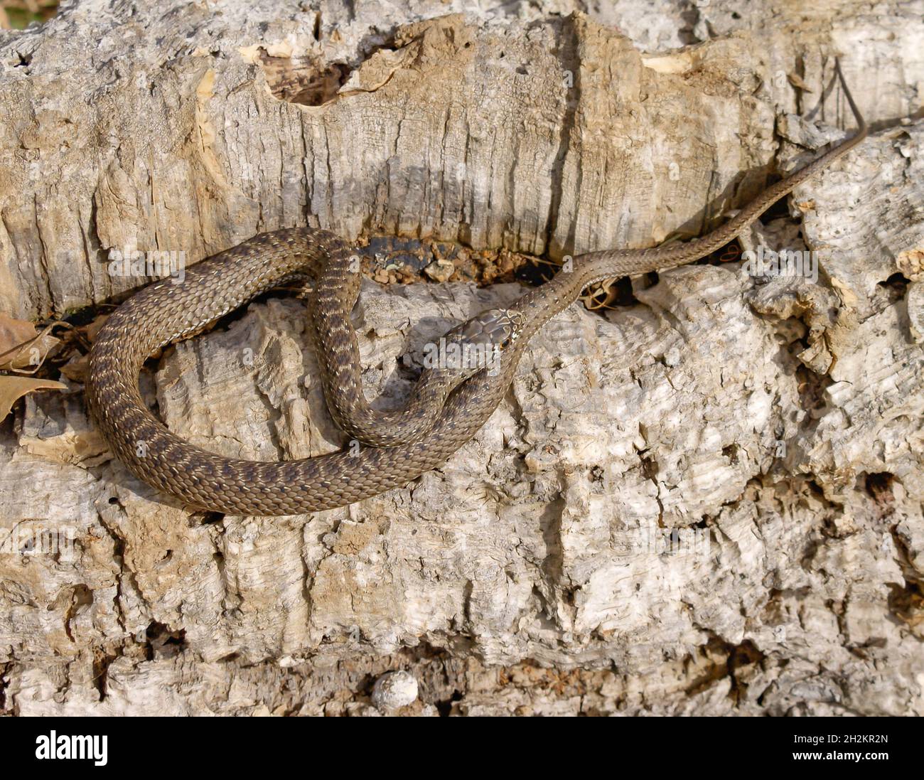 Montpellier snake spain High Resolution Stock Photography and Images ...