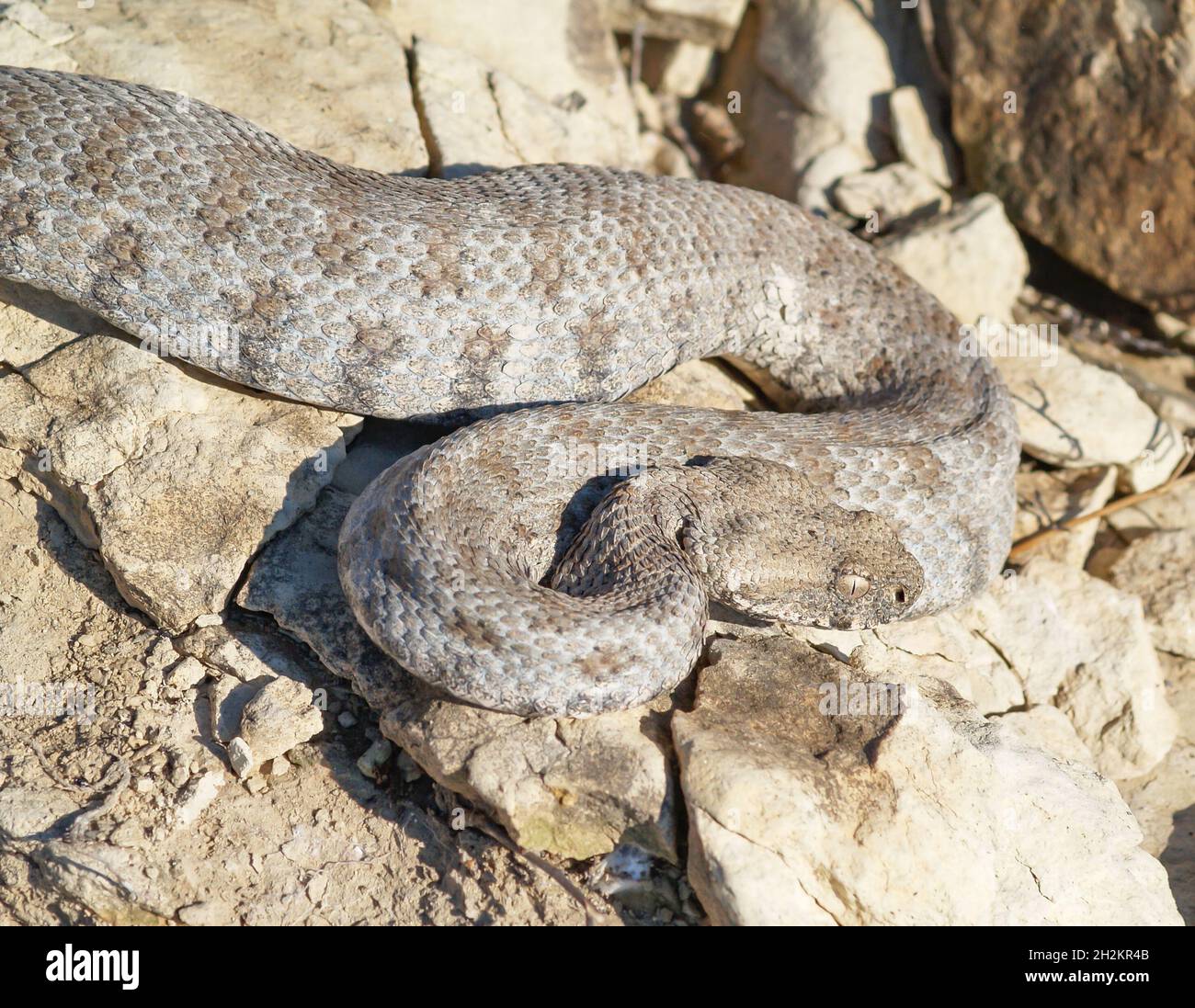 Cyclades Blunt Nosed Viper High Resolution Stock Photography and Images ...