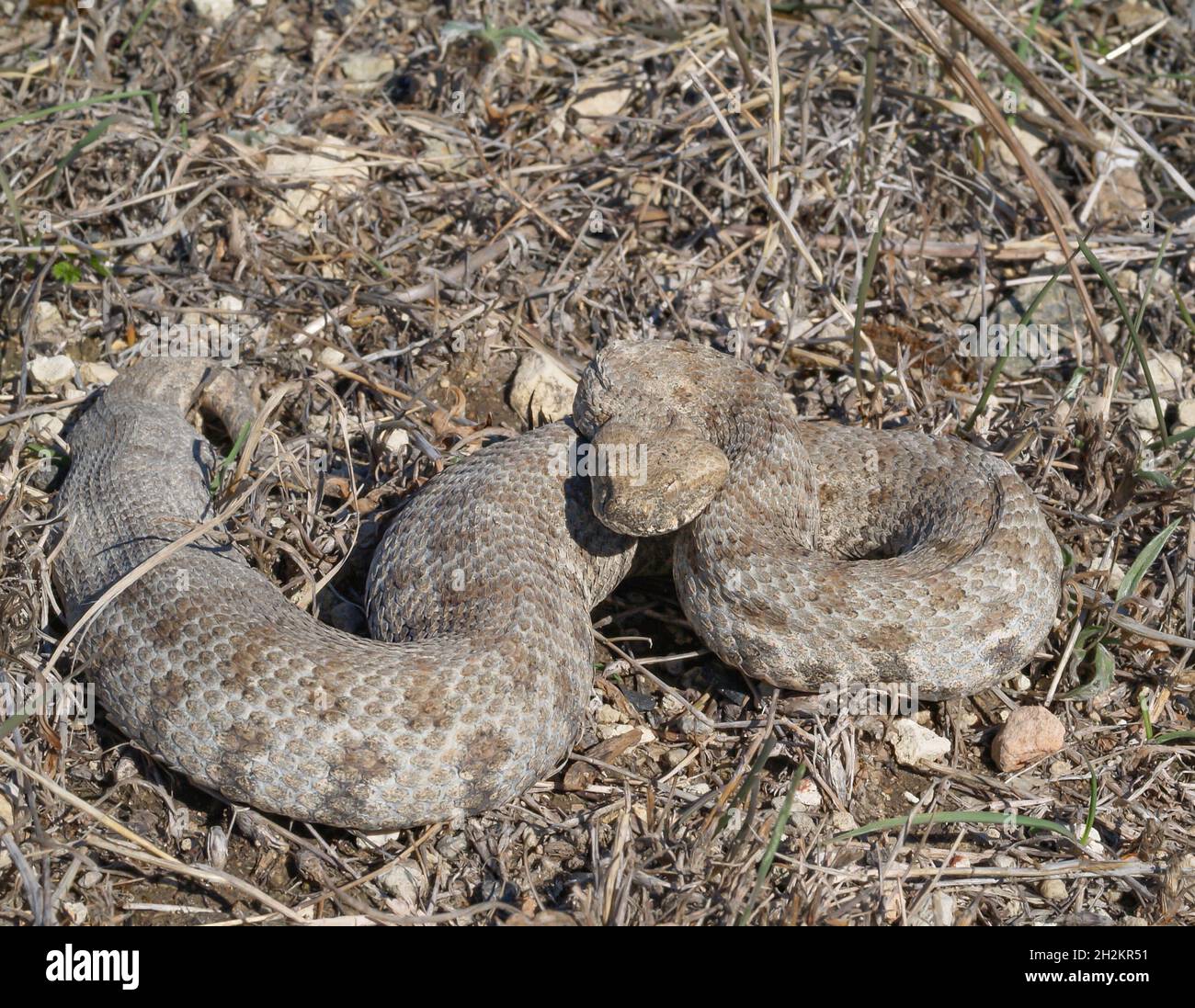 Cyclades Blunt Nosed Viper High Resolution Stock Photography and Images ...
