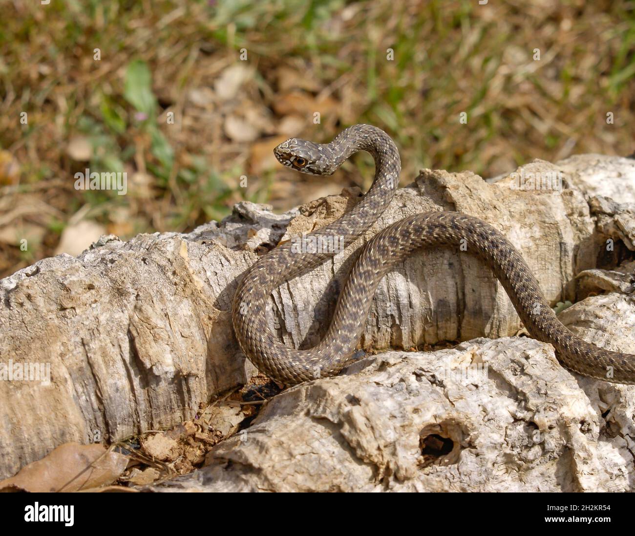 Montpellier snake spain High Resolution Stock Photography and Images ...