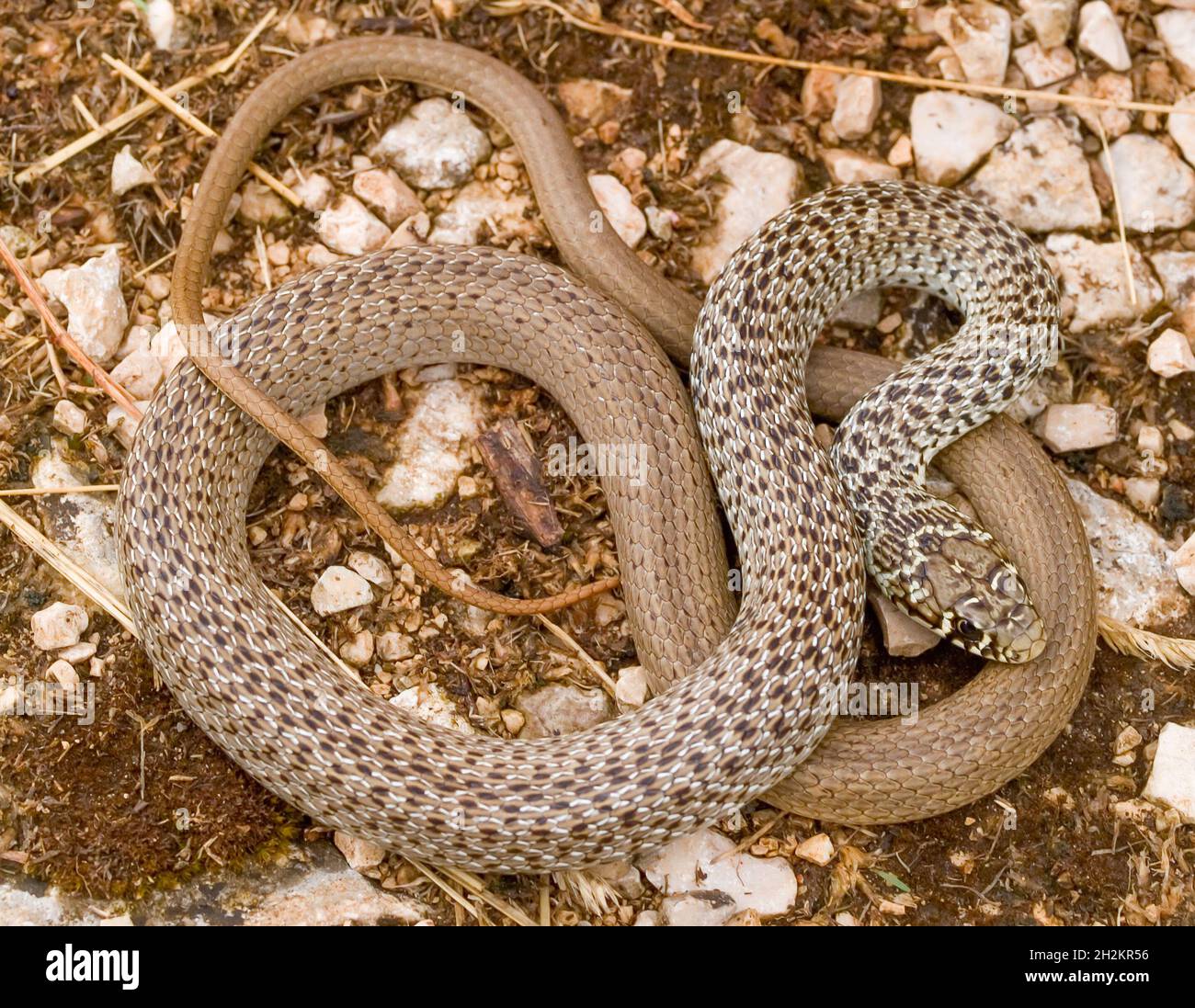 Balkan whip snake hierophis gemonensis hi-res stock photography and ...