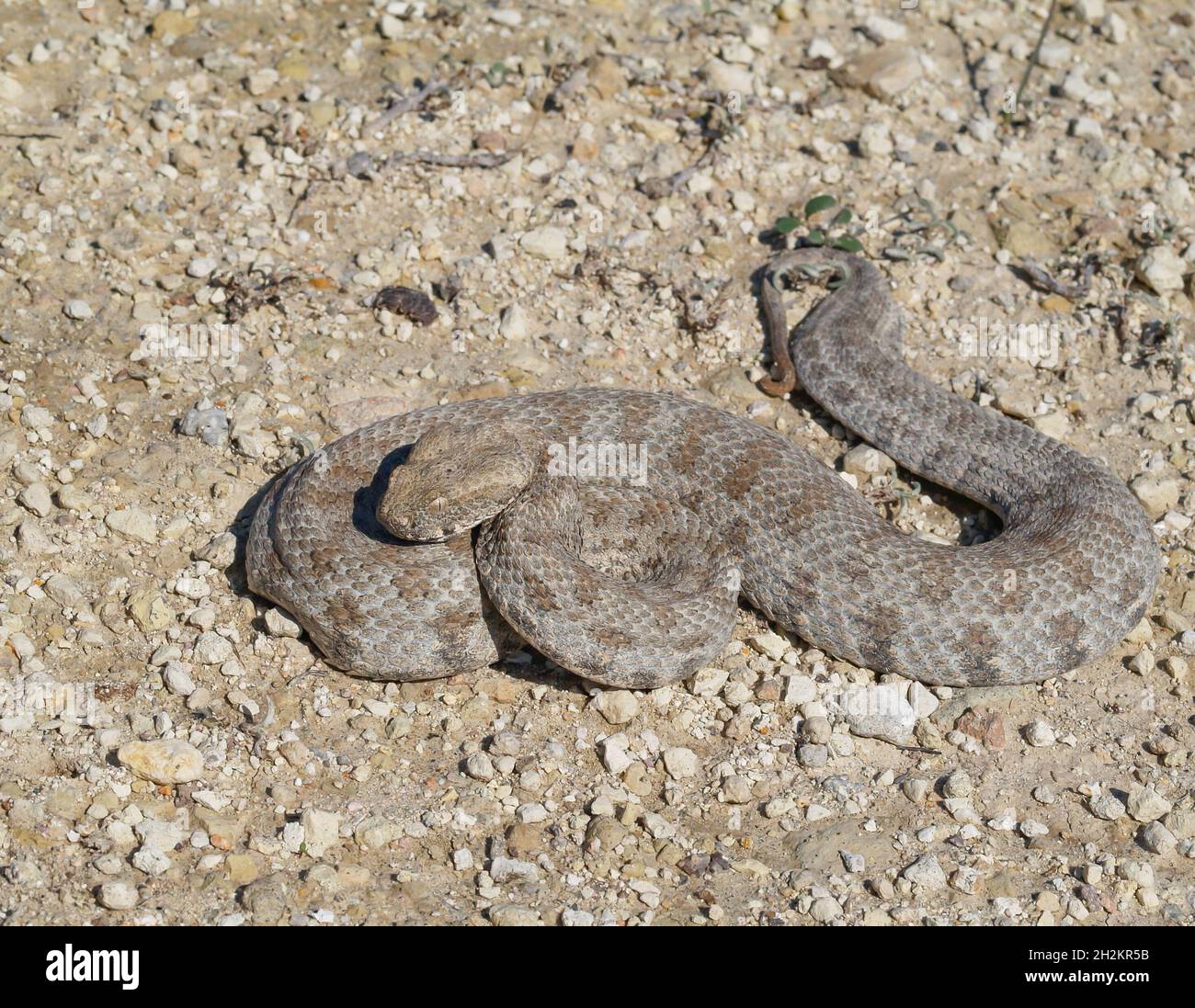 Cyclades blunt nosed viper hi-res stock photography and images - Alamy
