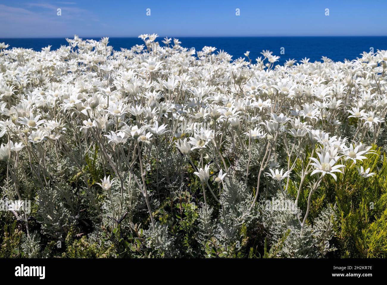 Australian Flannel Flower plants in flower Stock Photo - Alamy