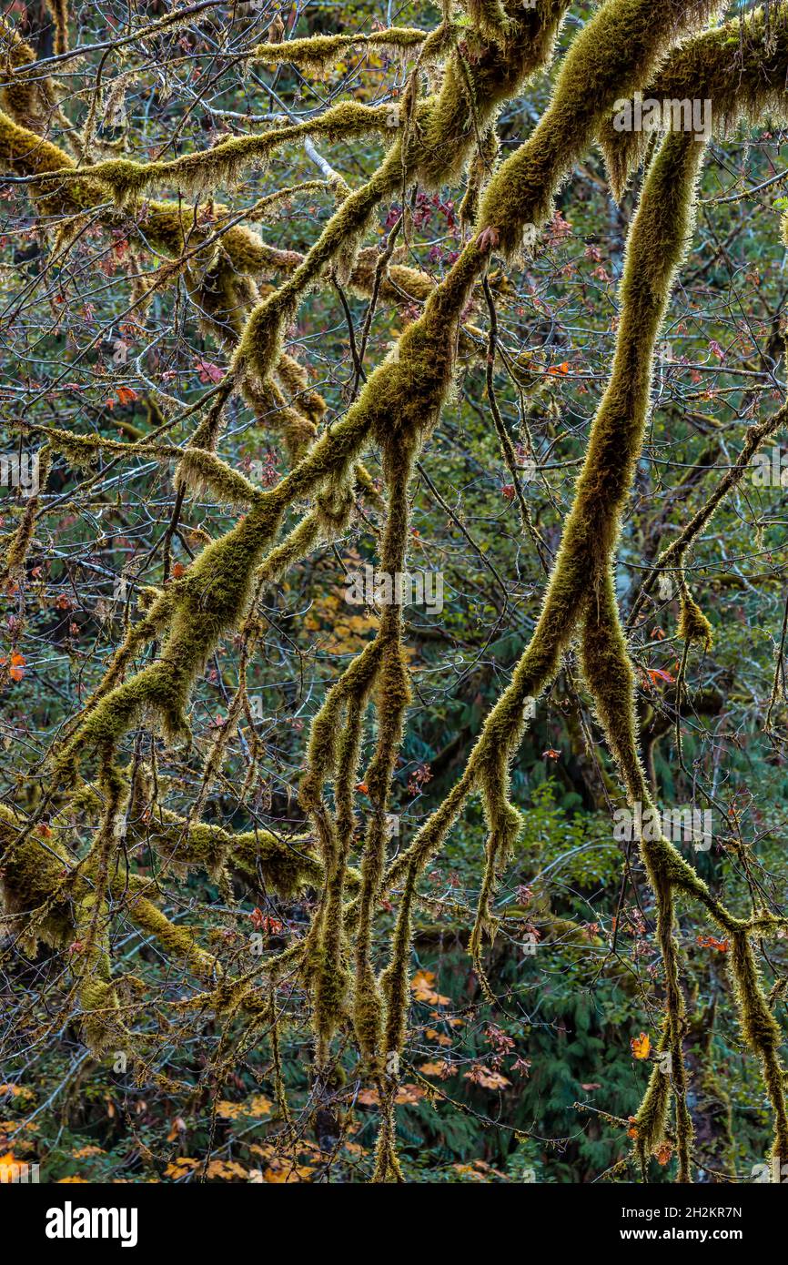 Cattail Moss, Isothecium stoloniferum, thickly covering branches of ...