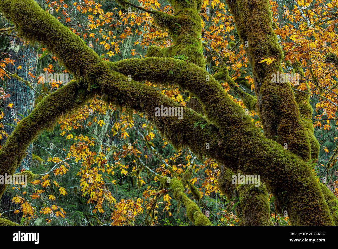 Cattail Moss, Isothecium stoloniferum, thickly covering branches of ...
