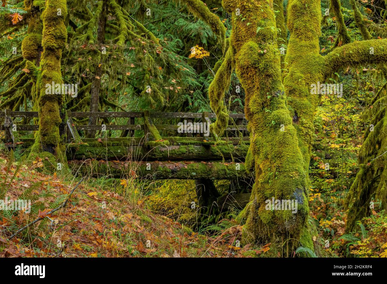 Log bridge spanning Elk Creek along trail at Staircase, Olympic ...