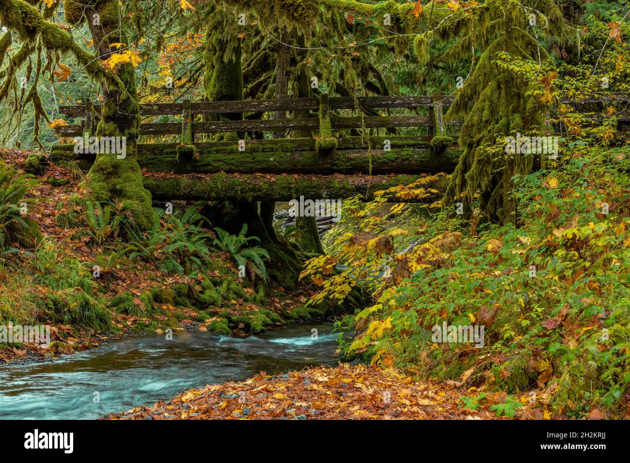 Log bridge spanning Elk Creek along trail at Staircase, Olympic ...