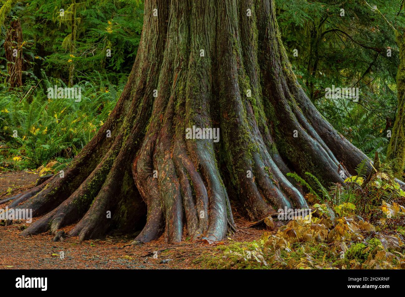 Big Western Redcedar, Thuja plicata, trunk flaring into roots in ...