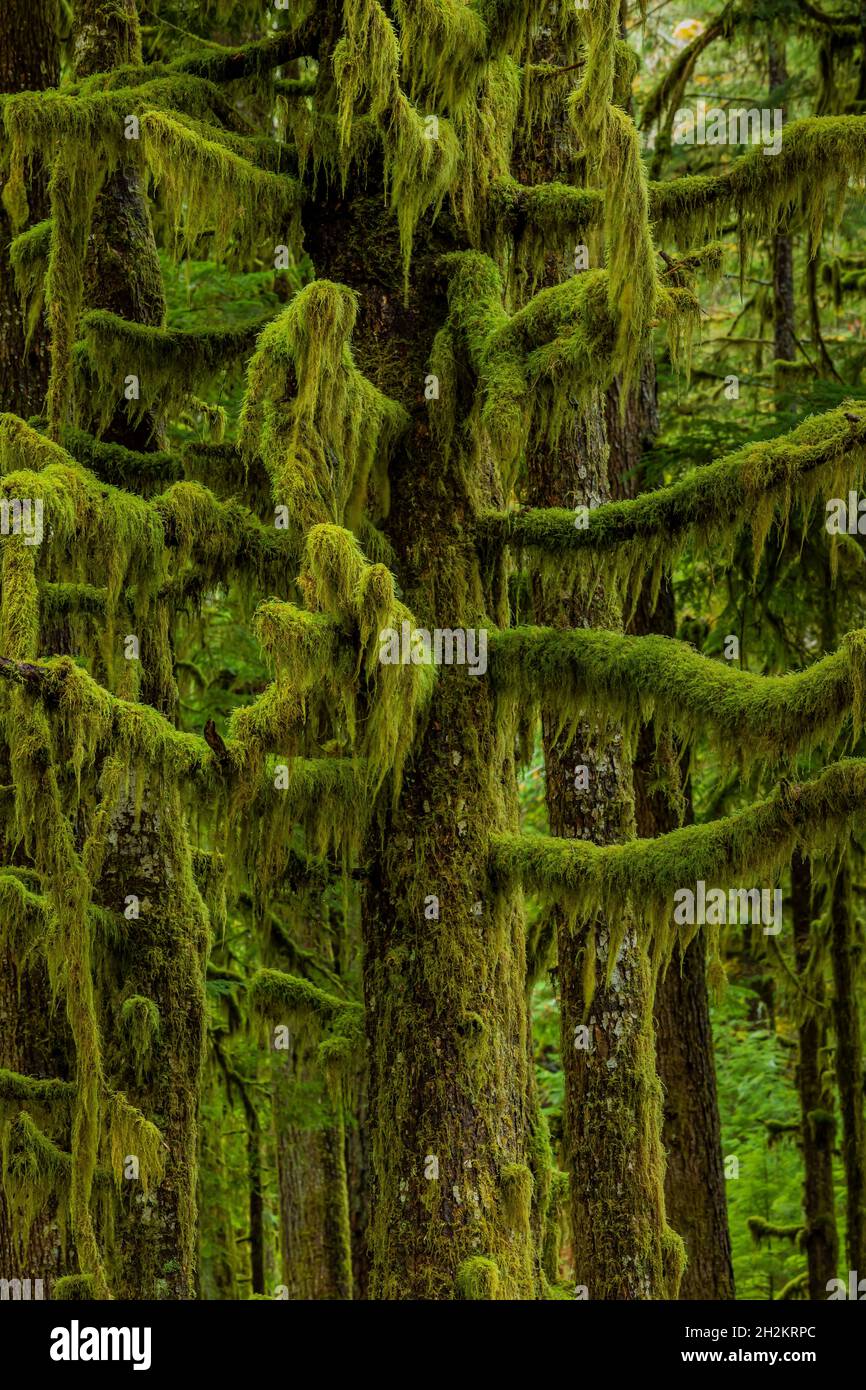 Cattail Moss, Isothecium stoloniferum, thickly covering branches of ...